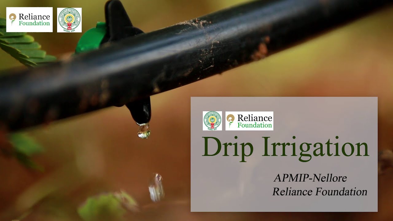 Nurturing Growth: Drip Irrigation Success Stories: APMIP - YouTube