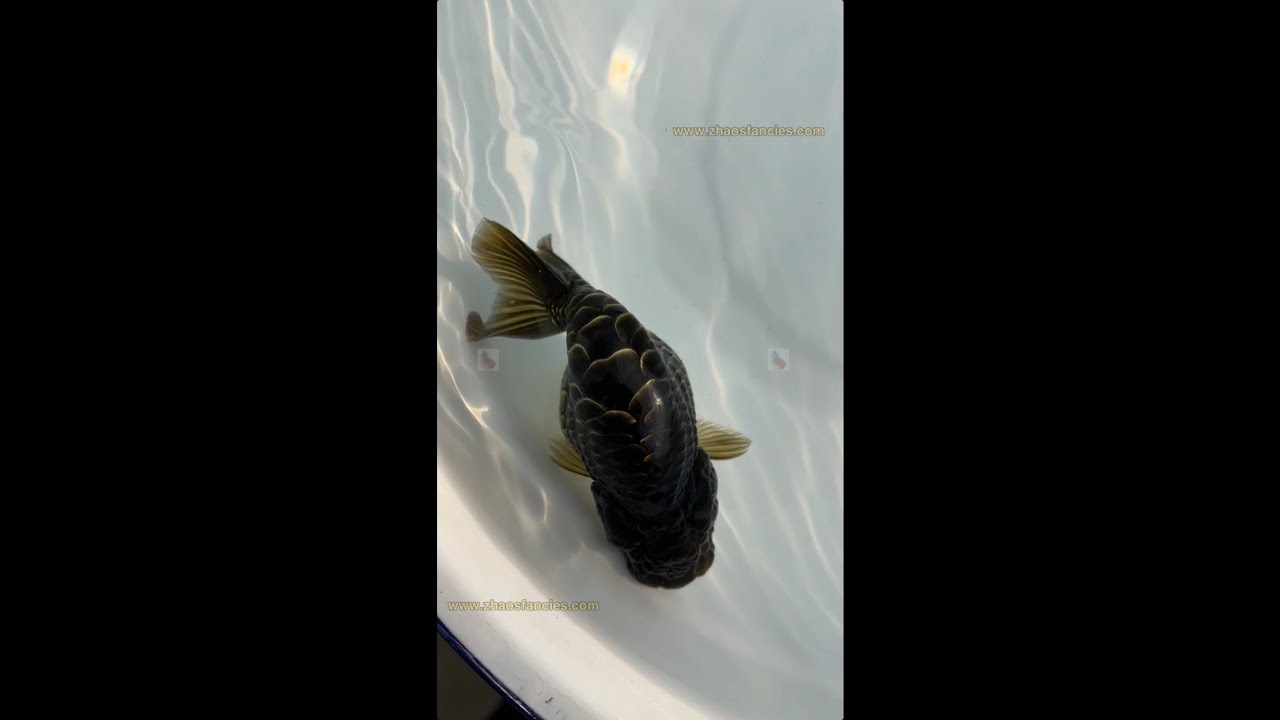Magnificent Zhao’s black Dragon Scale Ranchu 😍😍 - YouTube
