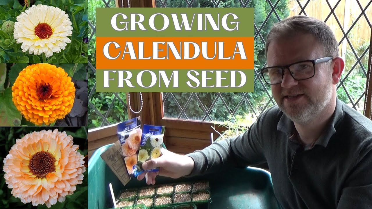 How to Sow and Grow Calendula (Pot Marigold) | Sowing Calendula Seeds ...