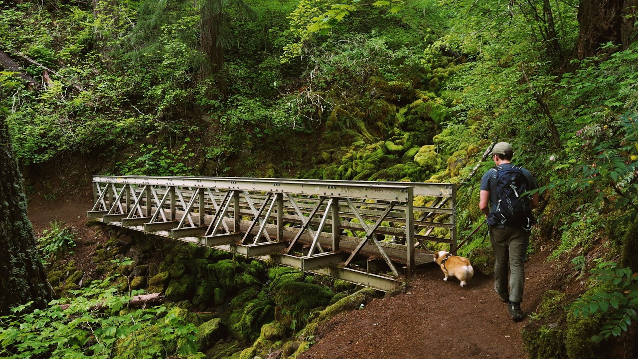 Quiet Afternoon Hike with Ella the Corgi to Waterfall - YouTube