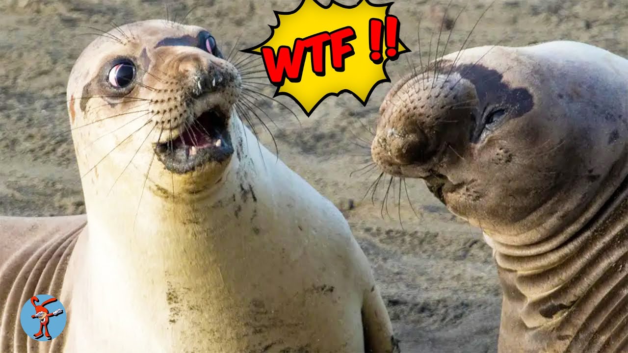Funny Talking Animal 🤣 Funniest Animals Enjoying Interesting Summer ...