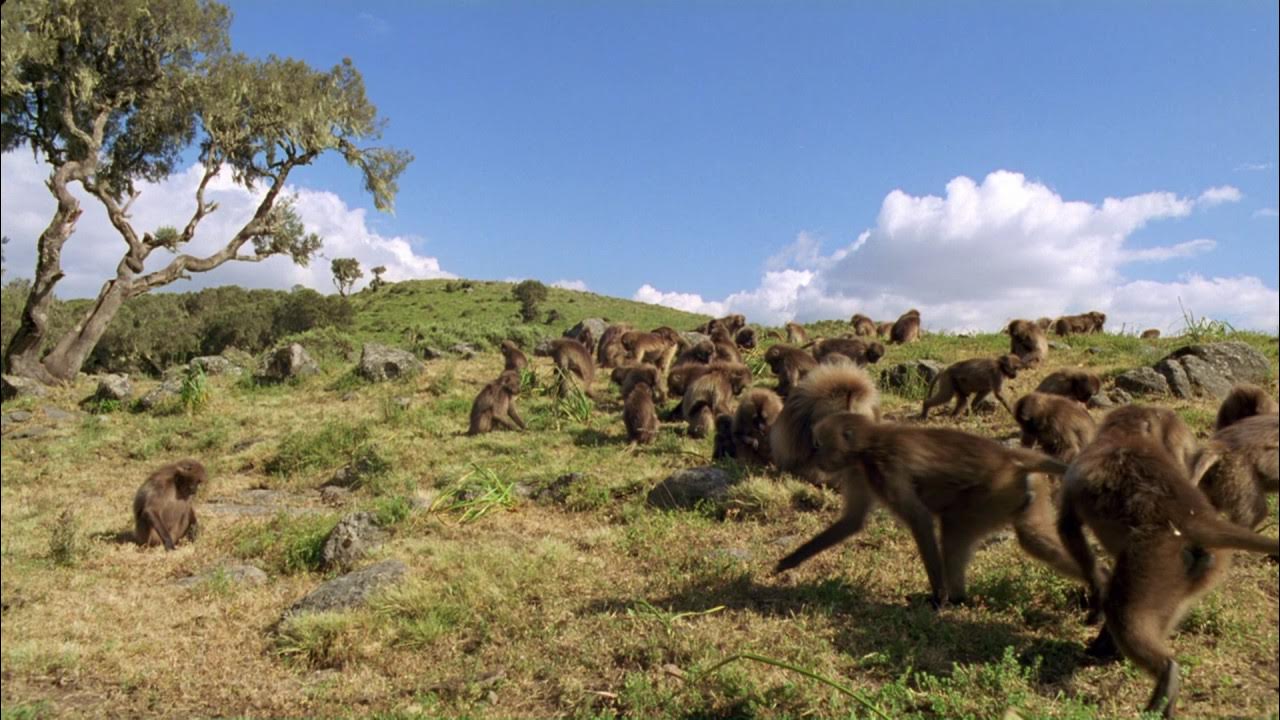 Planet Earth 02 Mountains Part 02 - YouTube