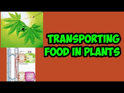 Transporting Food In Plants # Phloem Tubes # Ch:2 # Class 7th Science ...