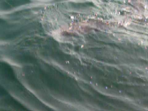 Conga eel catching. - YouTube