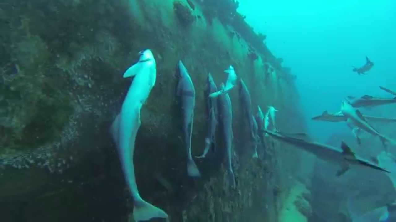 Remoras doing what they do... Hooking on to a Boat - YouTube