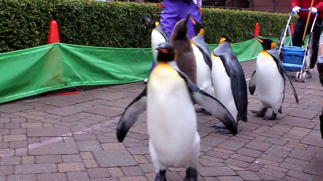 Penguin - YouTube