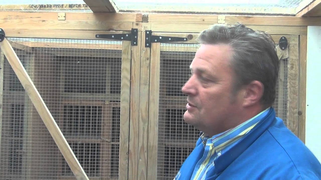 EXCEPTIONAL RACING PIGEONS - Premier Stud UK - YouTube
