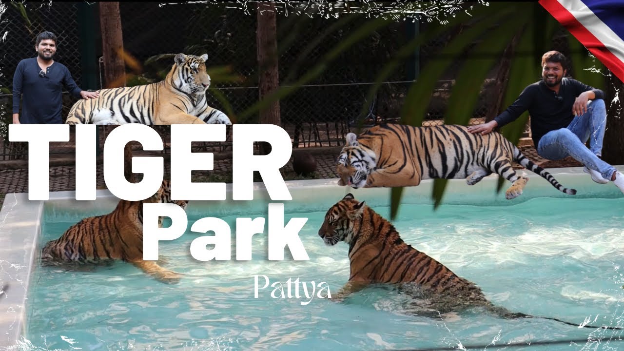 Tiger Park Patty: Everything You Need to Know - Tickets, Tour & More ...