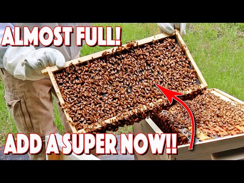When To Have Honey Supers On Beehive