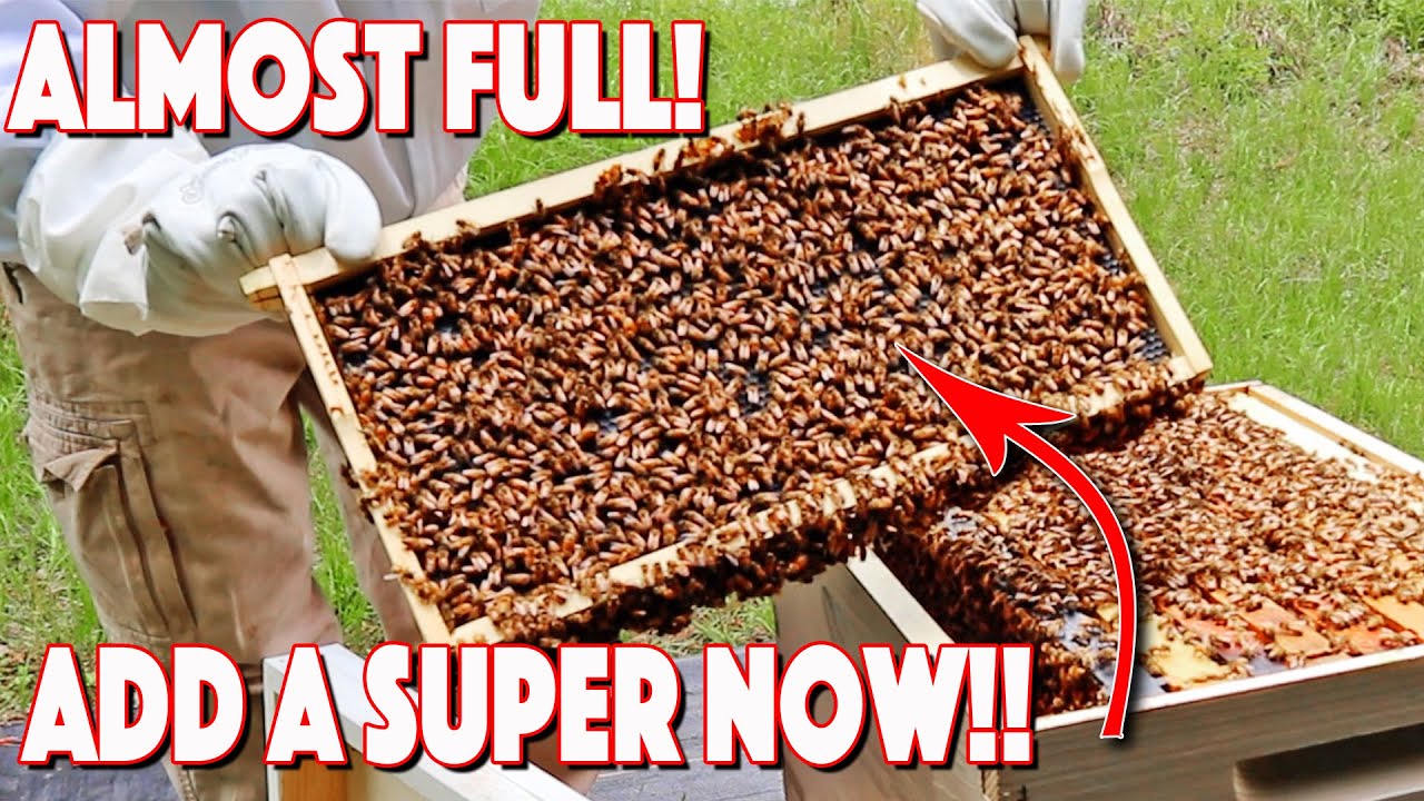 When To Add A Honey Super To A New Hive? Checking Our Hives - YouTube