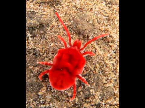 Fuzzy Fuzzy Cute Mites - YouTube