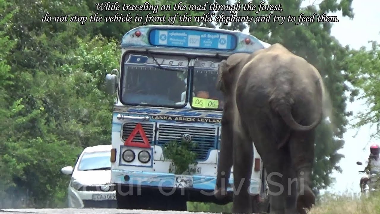 how the wild elephant stop the buses for food #elephant #wildlife #tour ...