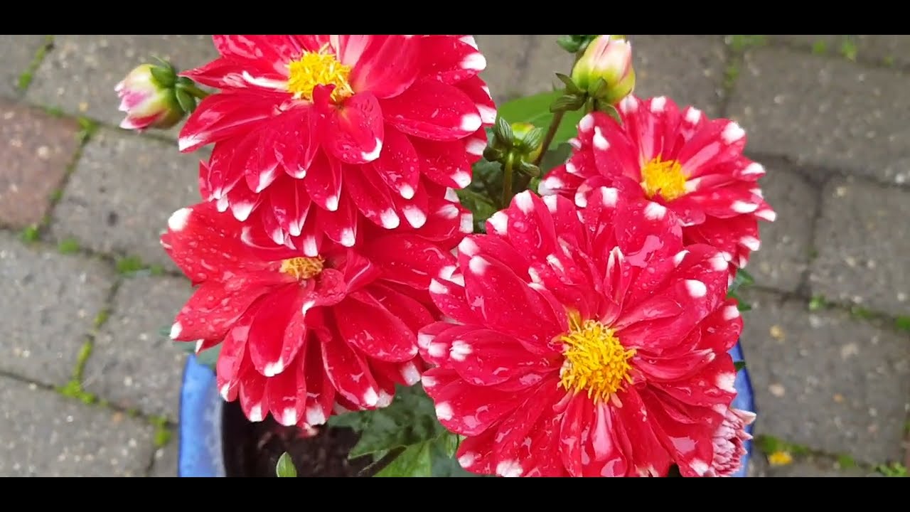 Ganda ng Dahlia, and iba pang flowers. - YouTube