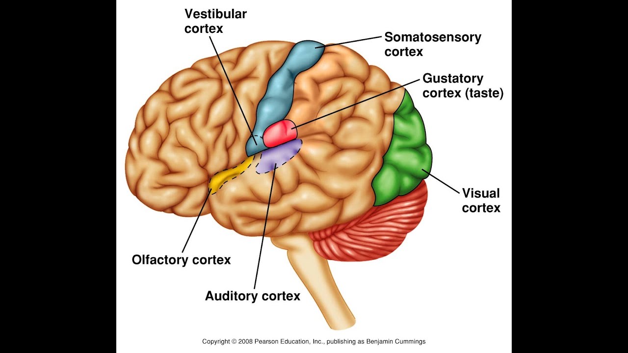 Damage to sensory areas of cerebral cortex and contralateral deficits ...