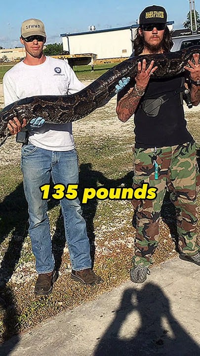 Being Bitten By A 17 Foot Python - YouTube