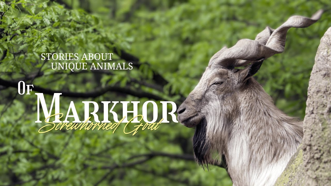 Markhor : The Mountain Goat with Spiral Horns! 🌄🐐 - YouTube