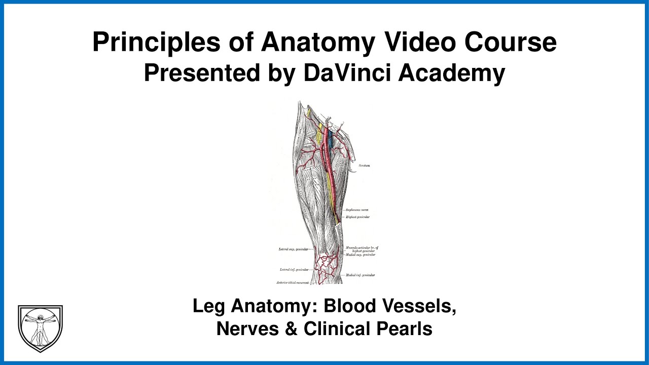 Leg Anatomy: Blood Vessels, Nerves & Clinical Pearls [Lower Limb ...
