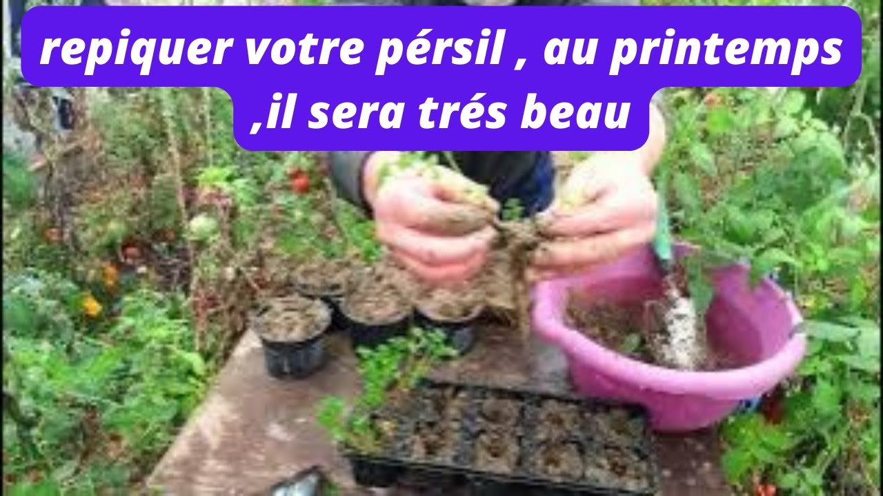 Tout connaitre sur la culture du persil ( ici repiquage ) semer le lien ...