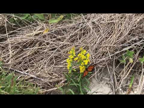 Monarch Butterflies snacking on Goldenrod at Graveling Point Beach, Little Egg Harbor NJ. - YouTube