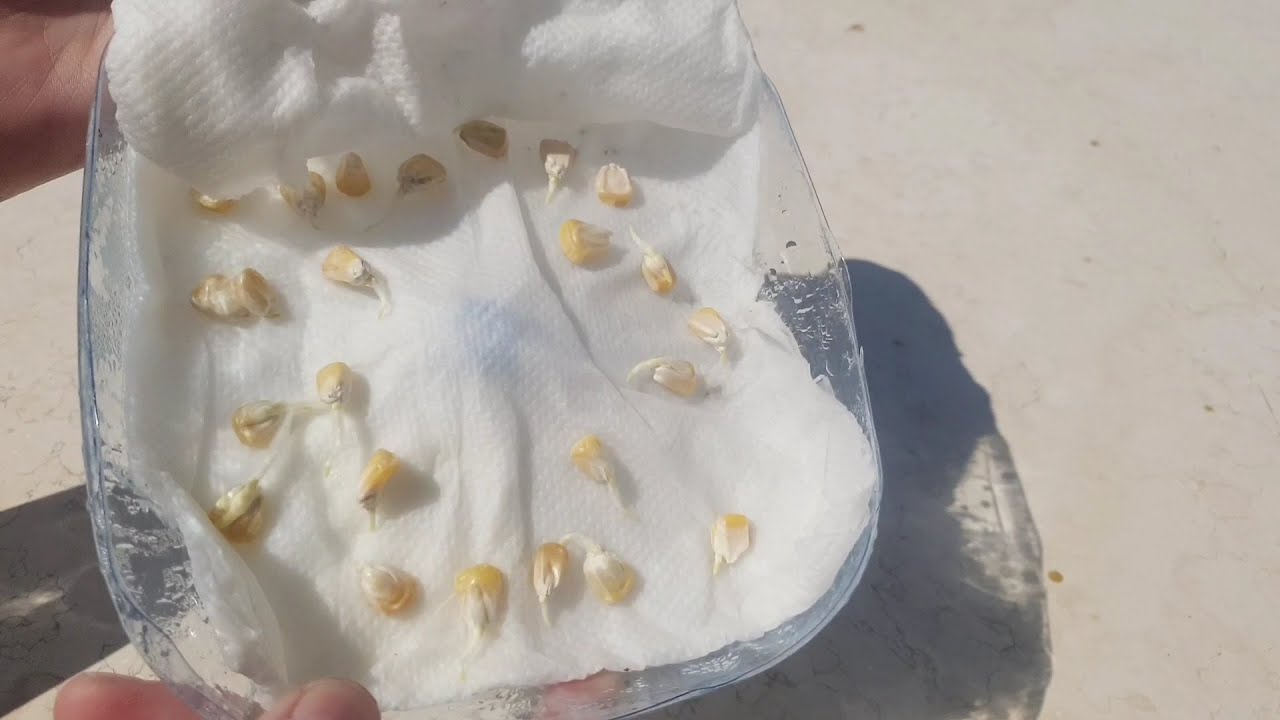 How to sprout corn seeds / How to open corn before planting - YouTube