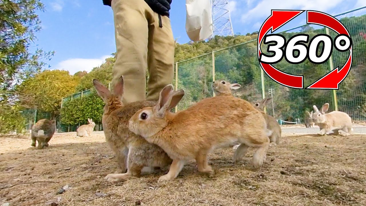 VR 360° | Here comes a human! Rabbits run and gather. - YouTube
