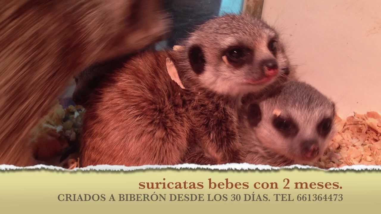 suricata bebes venta de suricatas cachorros - YouTube