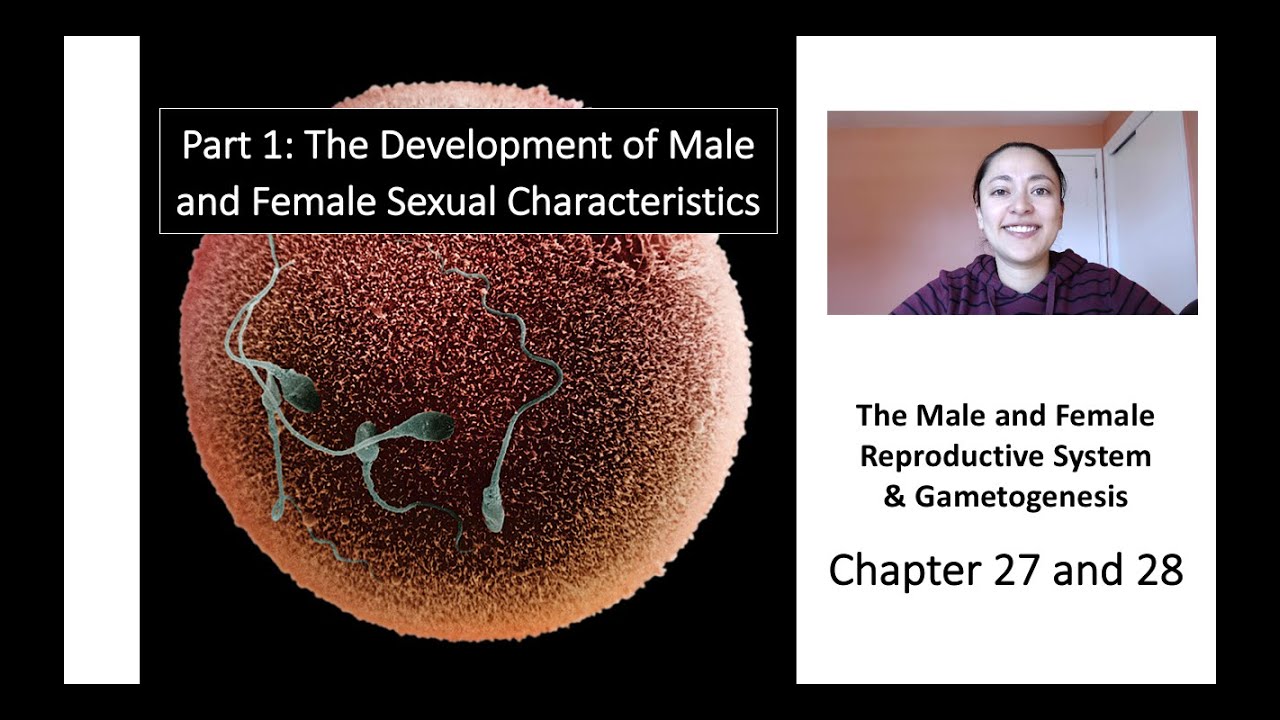 Reproduction Part 1: The Development of Male and Female Sexual ...