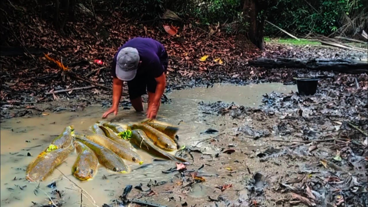 Rejeki Nomplok !! Berburu Ikan Di Sungai Kering Tengah Hutan. Lihat ...