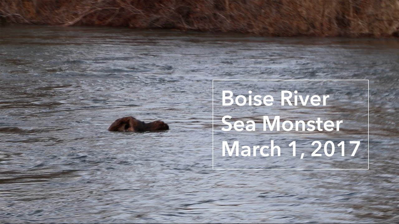 Sea Monster Spotted in Boise River - YouTube