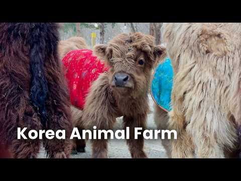 30 Minutes of a Peaceful Farm Journey | Korea, 1 Hour from Seoul (Blacknose Sheep, Galloway Cattle)
