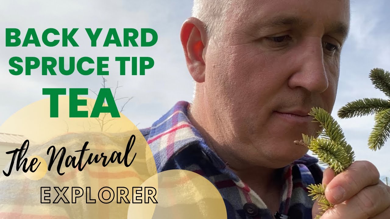 Spruce Tip Tea: Delicious, Nutritious, Free, and Always Available - YouTube