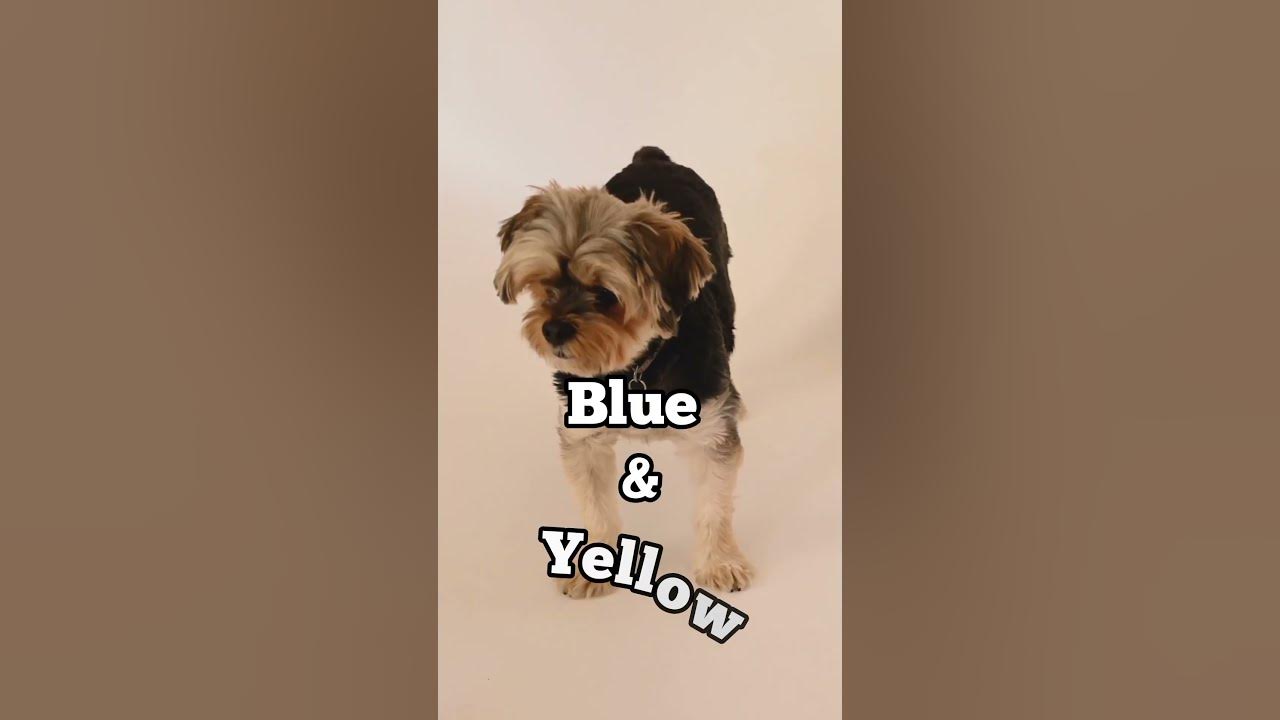 Amazing Facts About Dogs You Never Knew YouTube amazing-facts-about-dogs-you-never-knew-youtube
