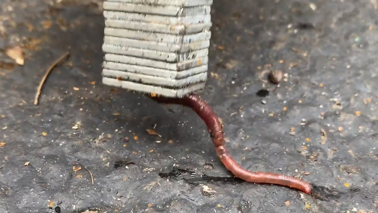 This Earthworm Has Magnetic Power - YouTube