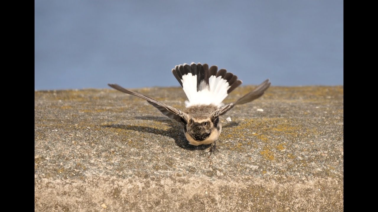 Pied Wheatear - a first winter male at Dove Point, Meols on 7th ...
