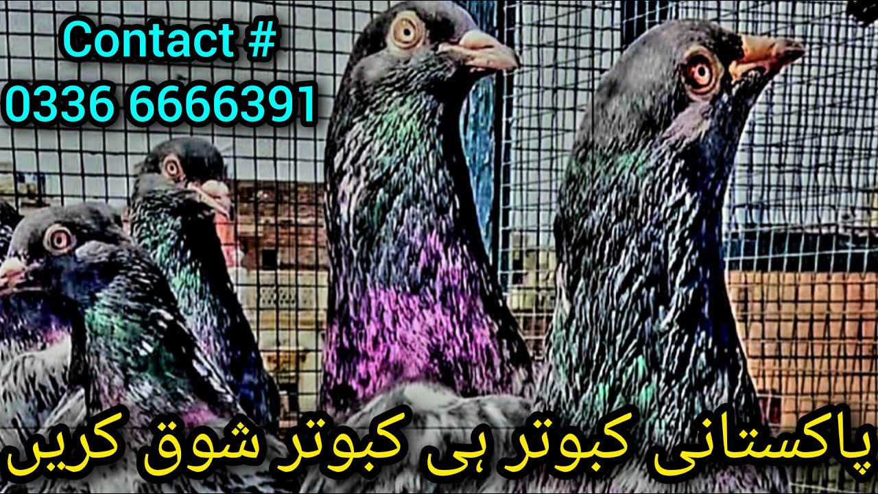Contact number 0336 6666391 | kabootar | kabutar | pakistani kabootar ...