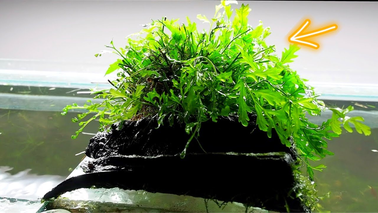 How to grow BEAUTIFUL Bolbitis in your Aquascape - YouTube
