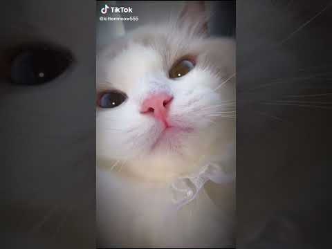 Cute little kitty 🐱 | Tiktok videos | Compilation Videos #short - YouTube