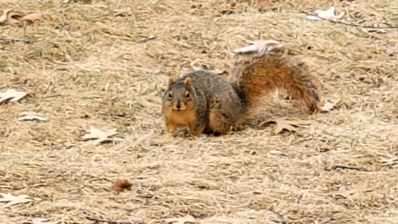 Cute little critter come by to say good morning!! - YouTube