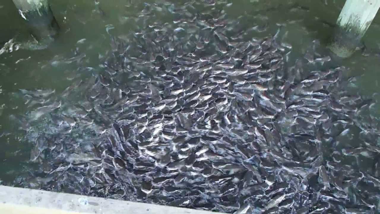 Catfish at Kemah Boardwalk - YouTube