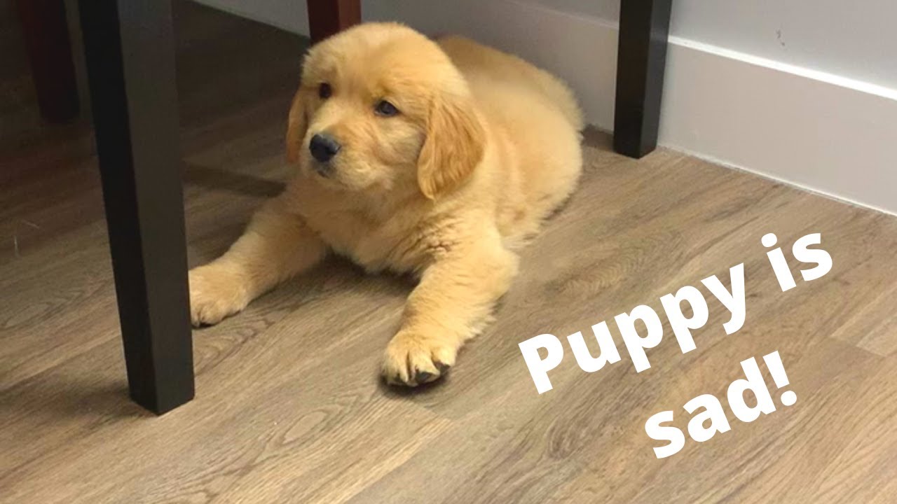 Heartbreaking Video of Sad Puppy - YouTube