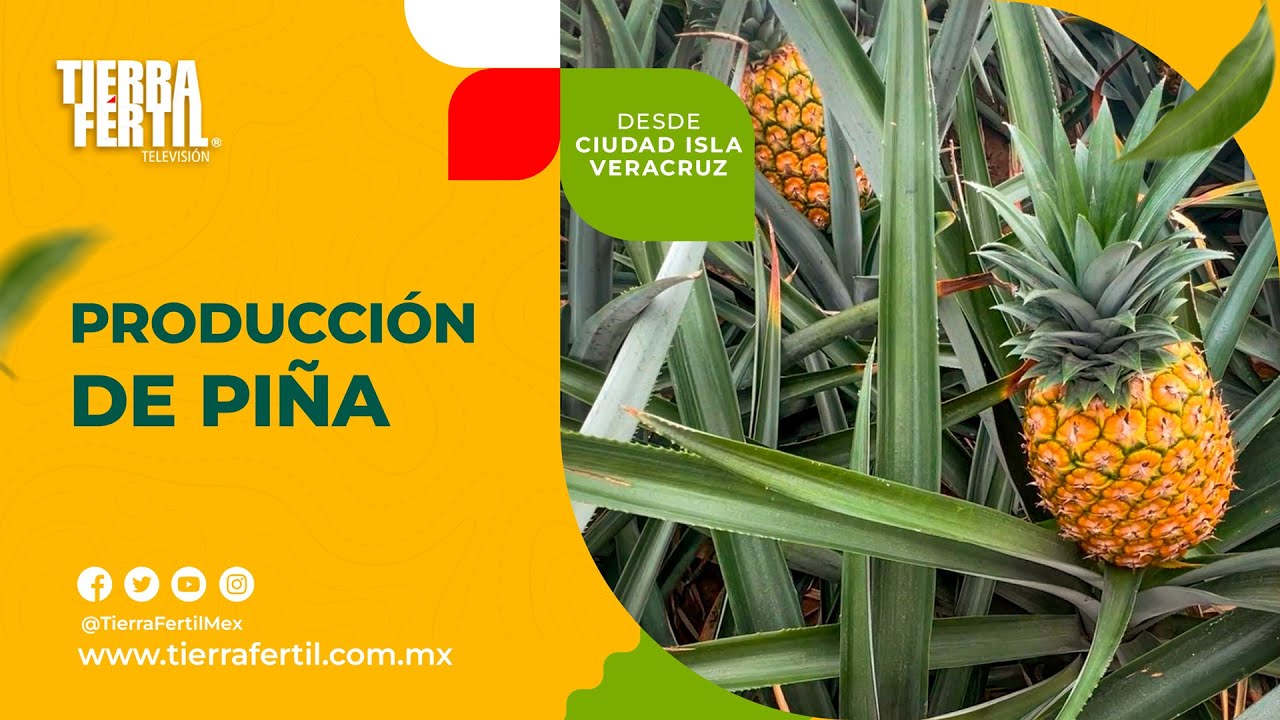Tierra Fértil Tv-Producción de piña desde Cd. Isla, Veracruz (28.06.25 ...