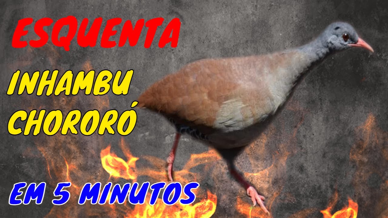 Canto do INHAMBU-CHORORÓ - Esquente e Atraia em 5 Minutos - Brazilian ...