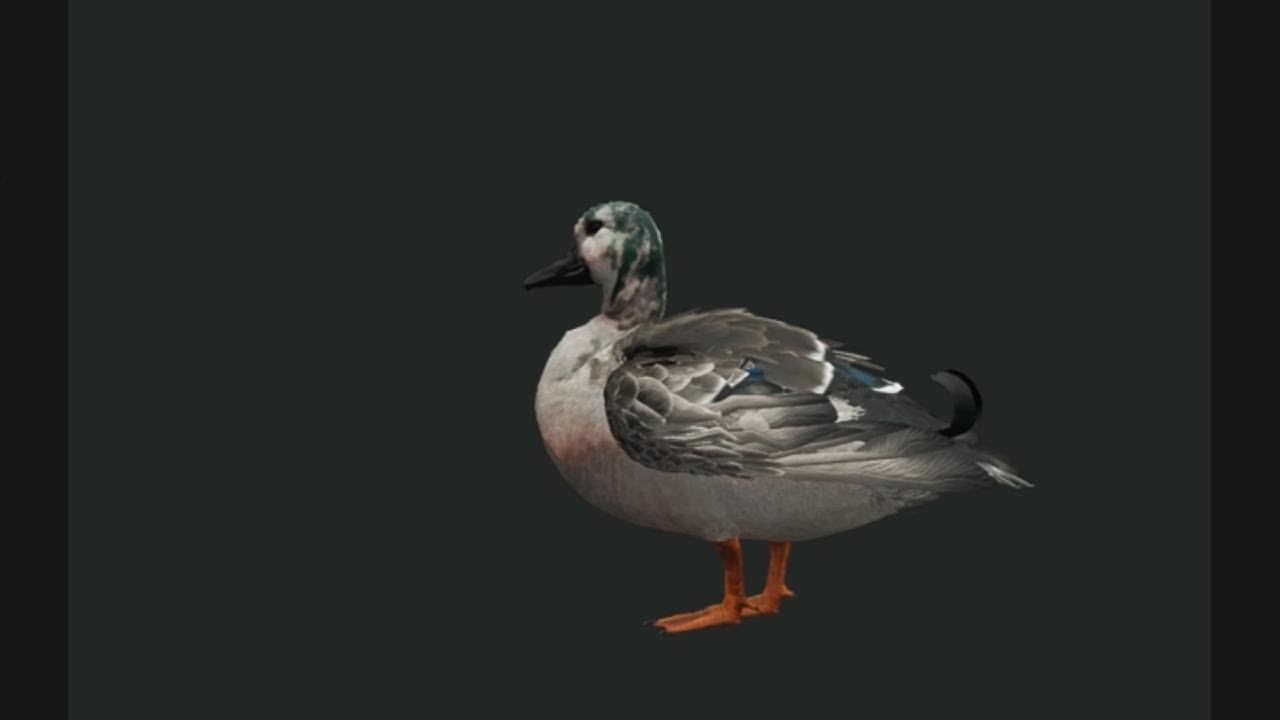 theHunter: Call of the Wild - GOLD PIEBALD MALLARD - COTW - YouTube