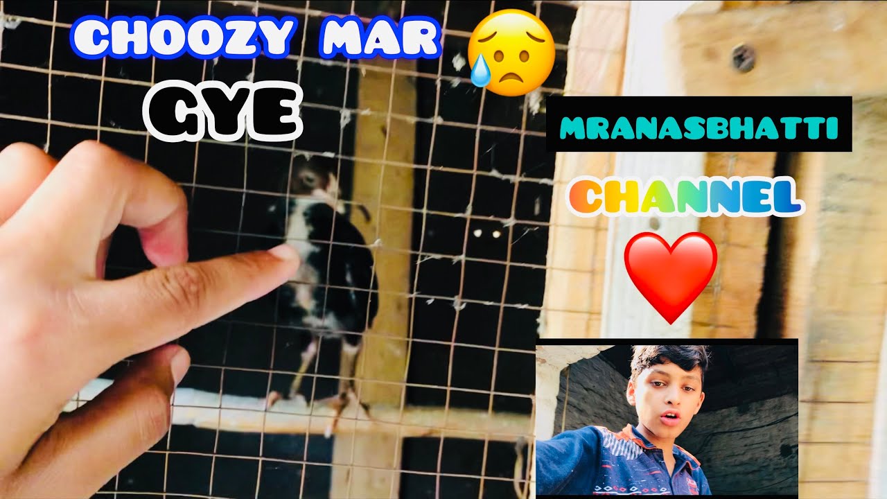 choozy mar gye😢||mr anas bhatti - YouTube