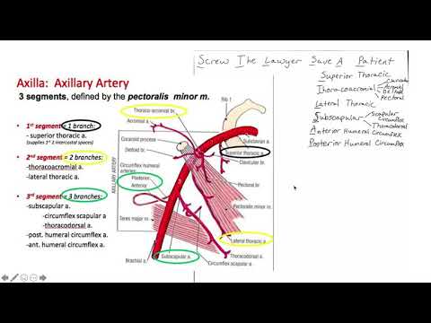 Axillary Artery Branches - YouTube