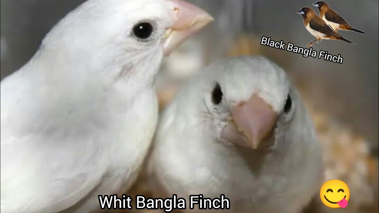 White Bangla Finch Black Bangla Finch| Euro Black Brown Socicty Finch ...
