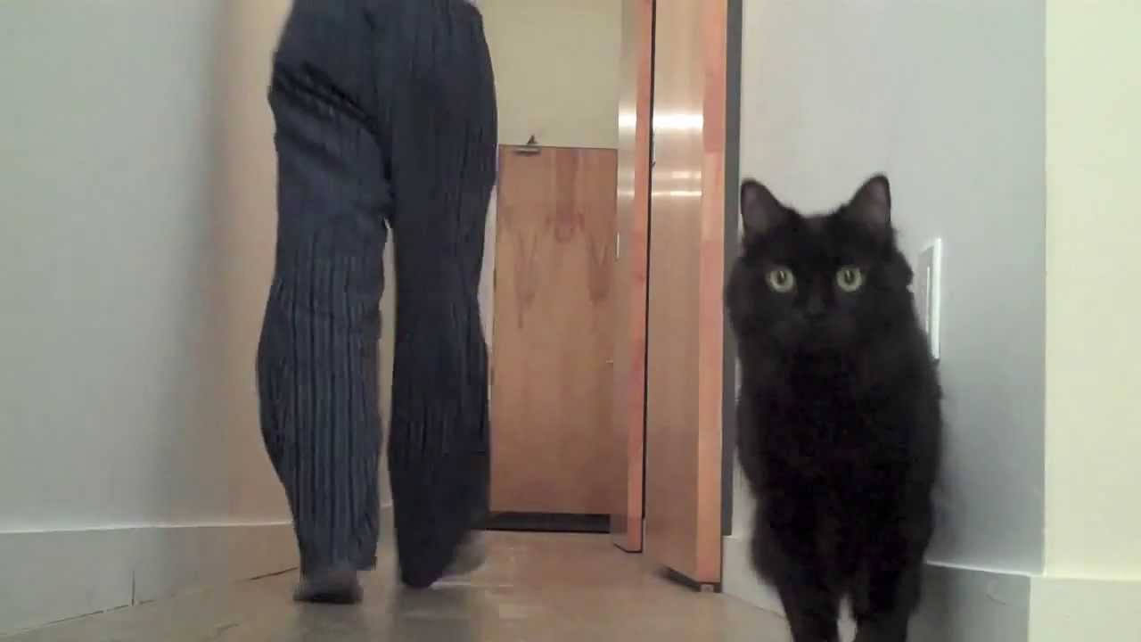 BEST REACTION EVER!Funny cat reaction - YouTube