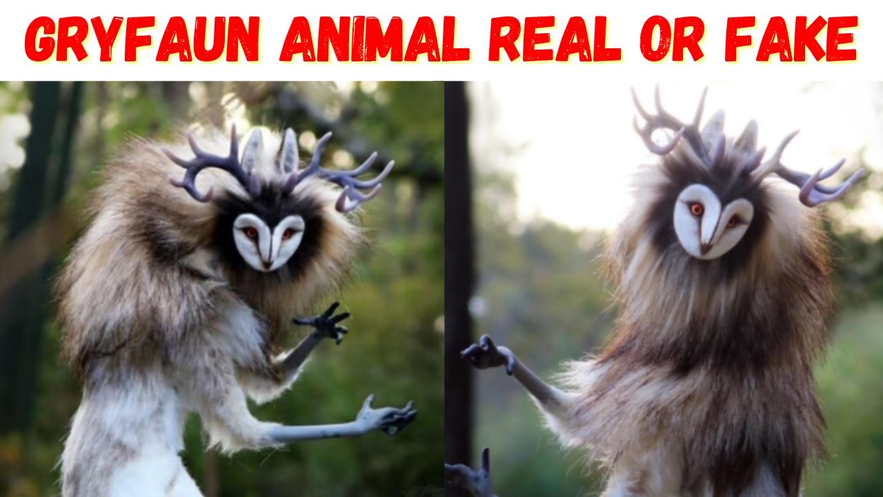 Gryfaun Animal Real or Fake | Real Animal Gryfaun | Gryfaun Animal ...