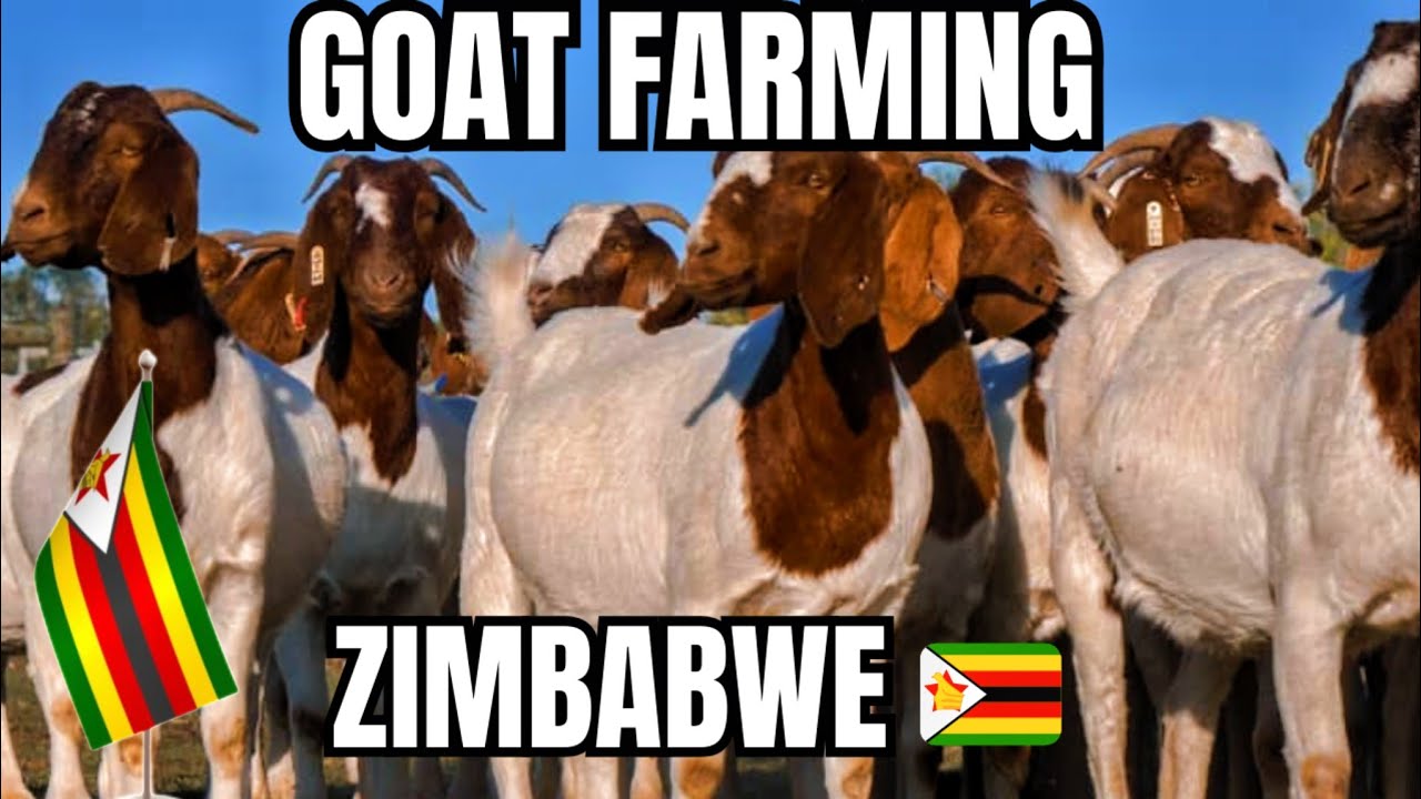 Diseases You Need To Know & Treatment Before Starting Goat Farming In ...