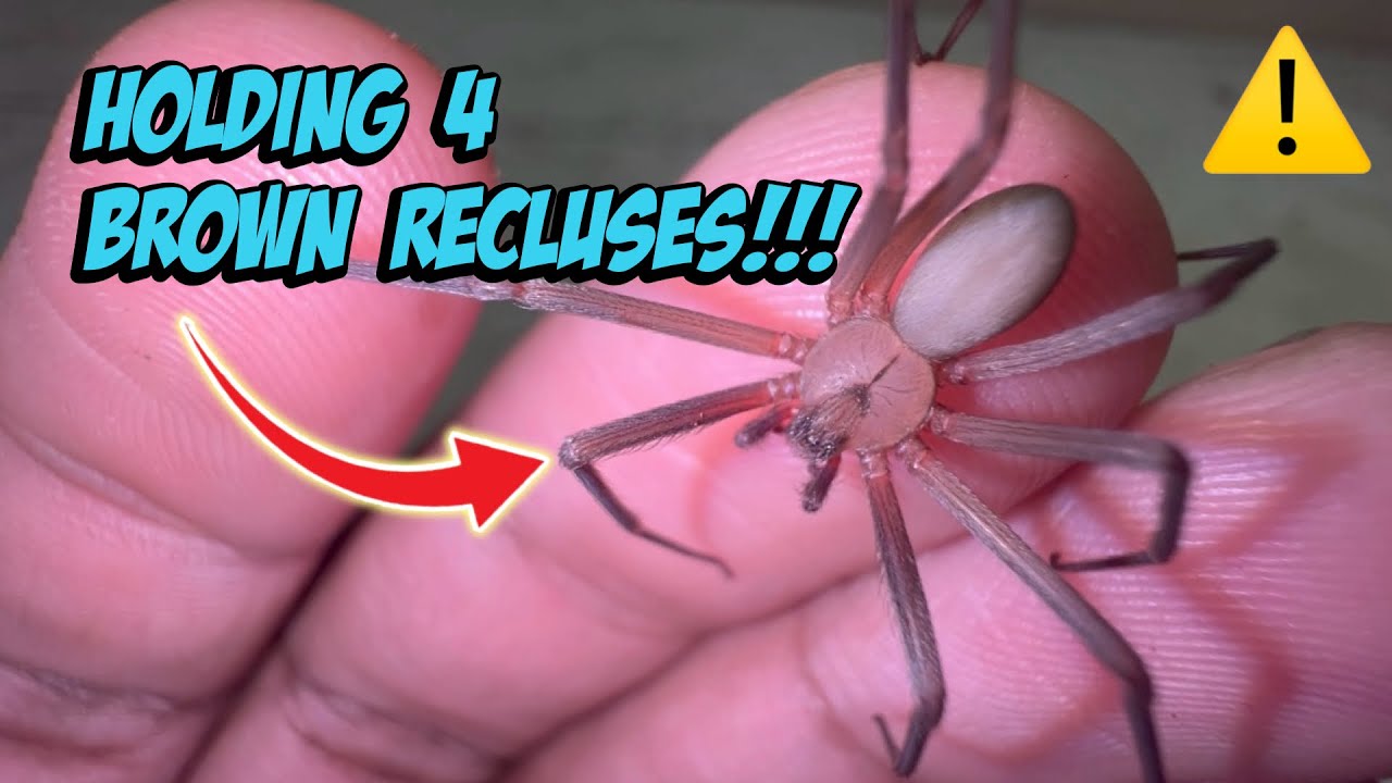 The Infamous Brown Recluse: Handling & Info! - YouTube